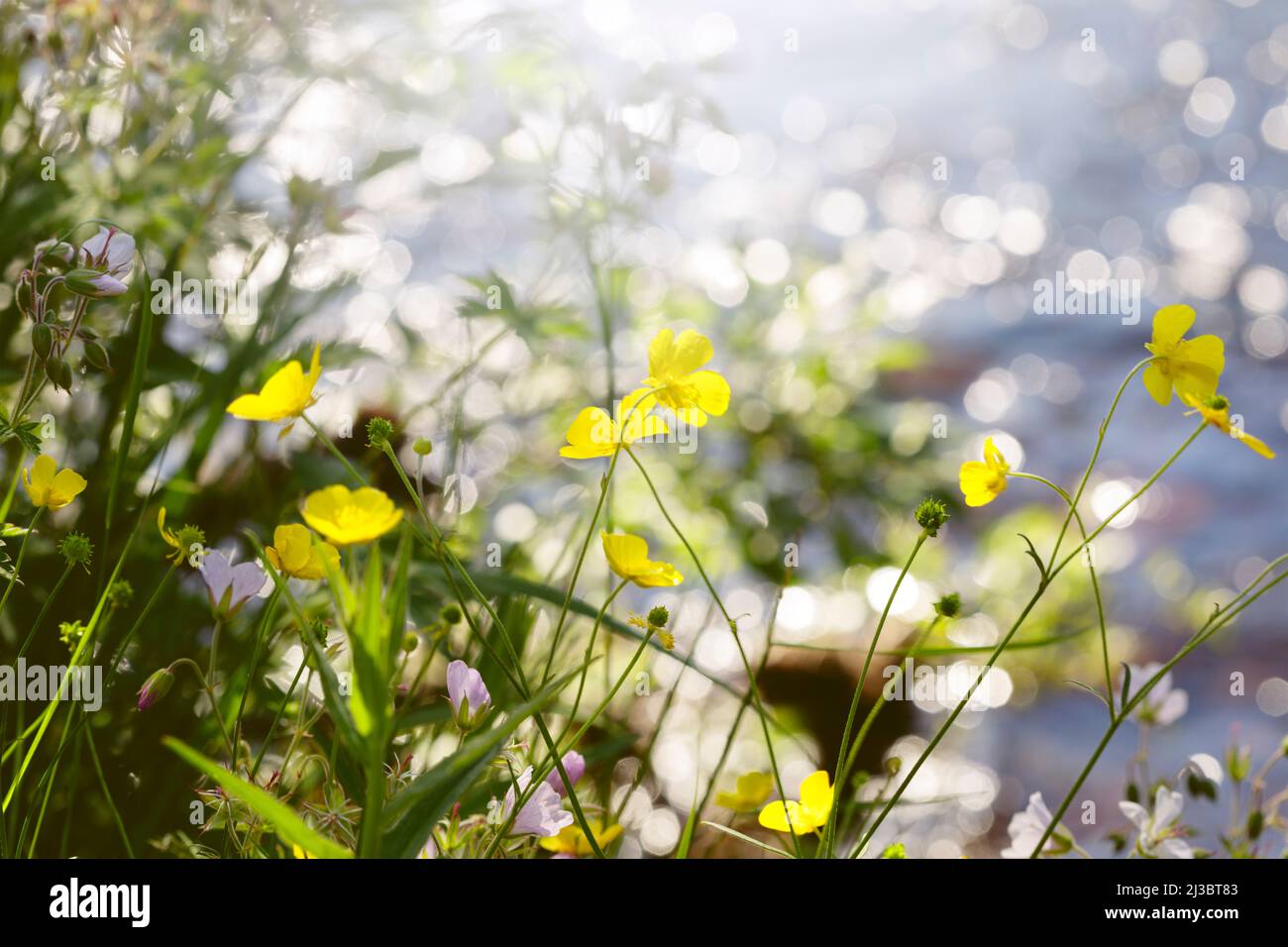 Flowering buttercups at water Stock Photo - Alamy