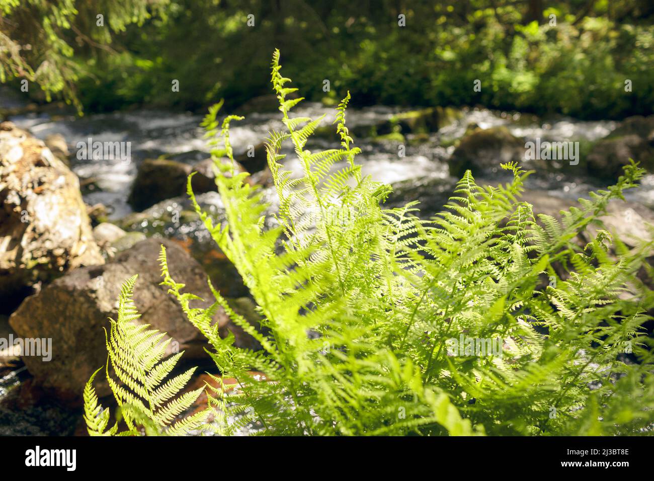 Ferns at river Stock Photo - Alamy