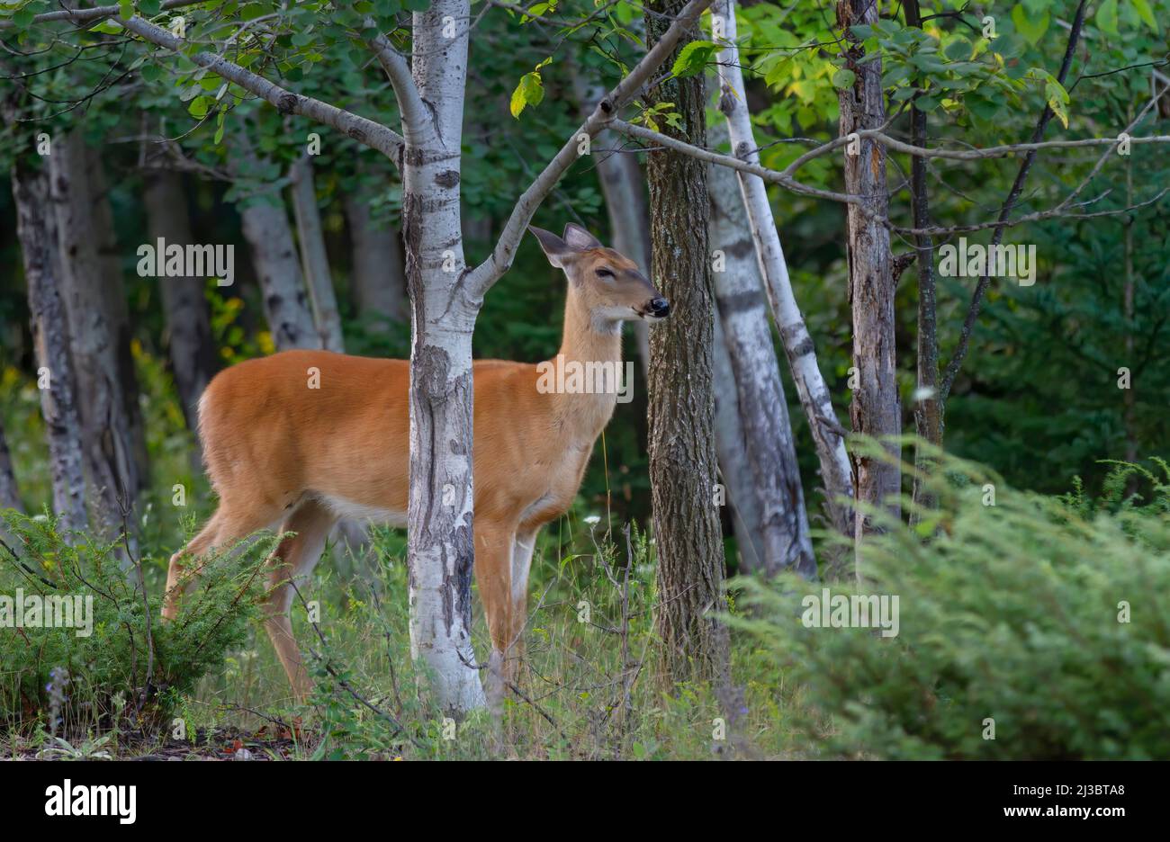 Female White-tailed deer wandering through the woods in Canada Stock ...