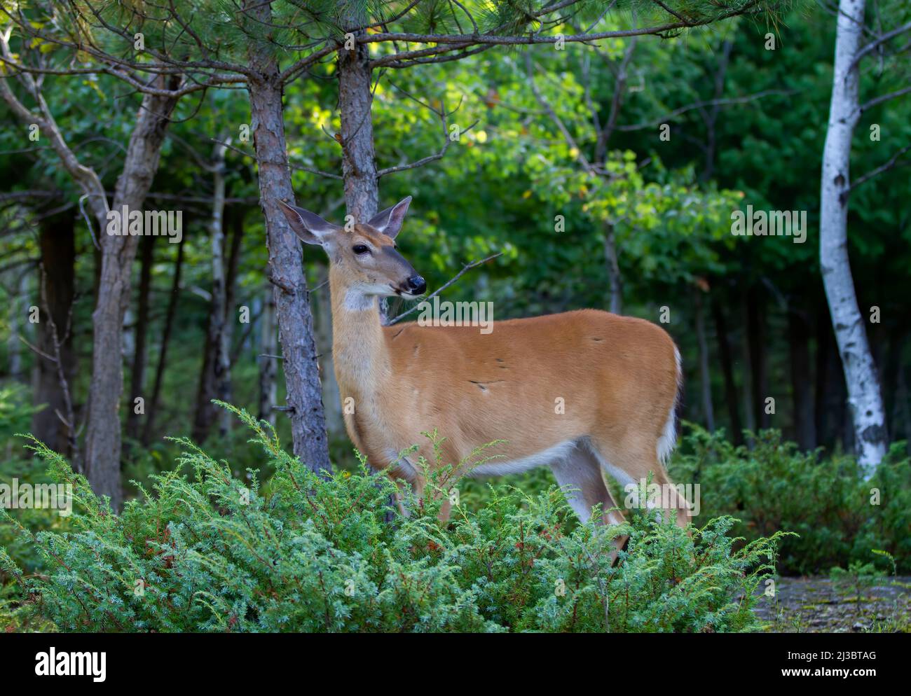 Female White-tailed deer wandering through the woods in Canada Stock ...