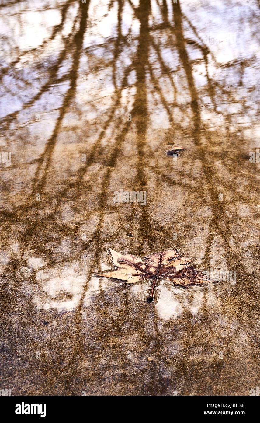 A leaf laying in a rain puddle with reflection of a tree Stock Photo ...