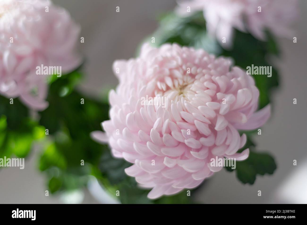 Pink chrysanthemum flowers Stock Photo - Alamy