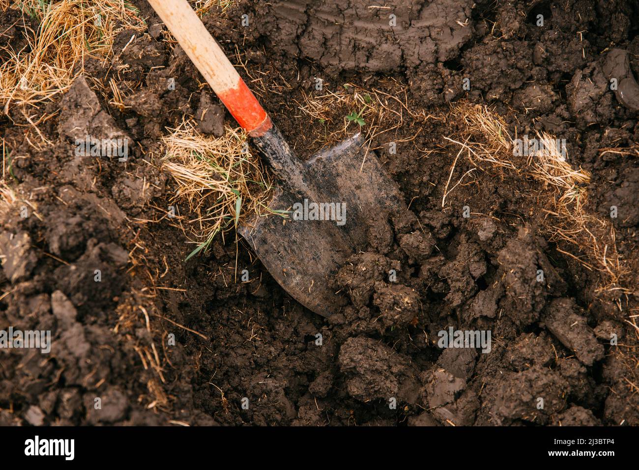 Photo of a spade in the process of digging a hole in order to plant a ...