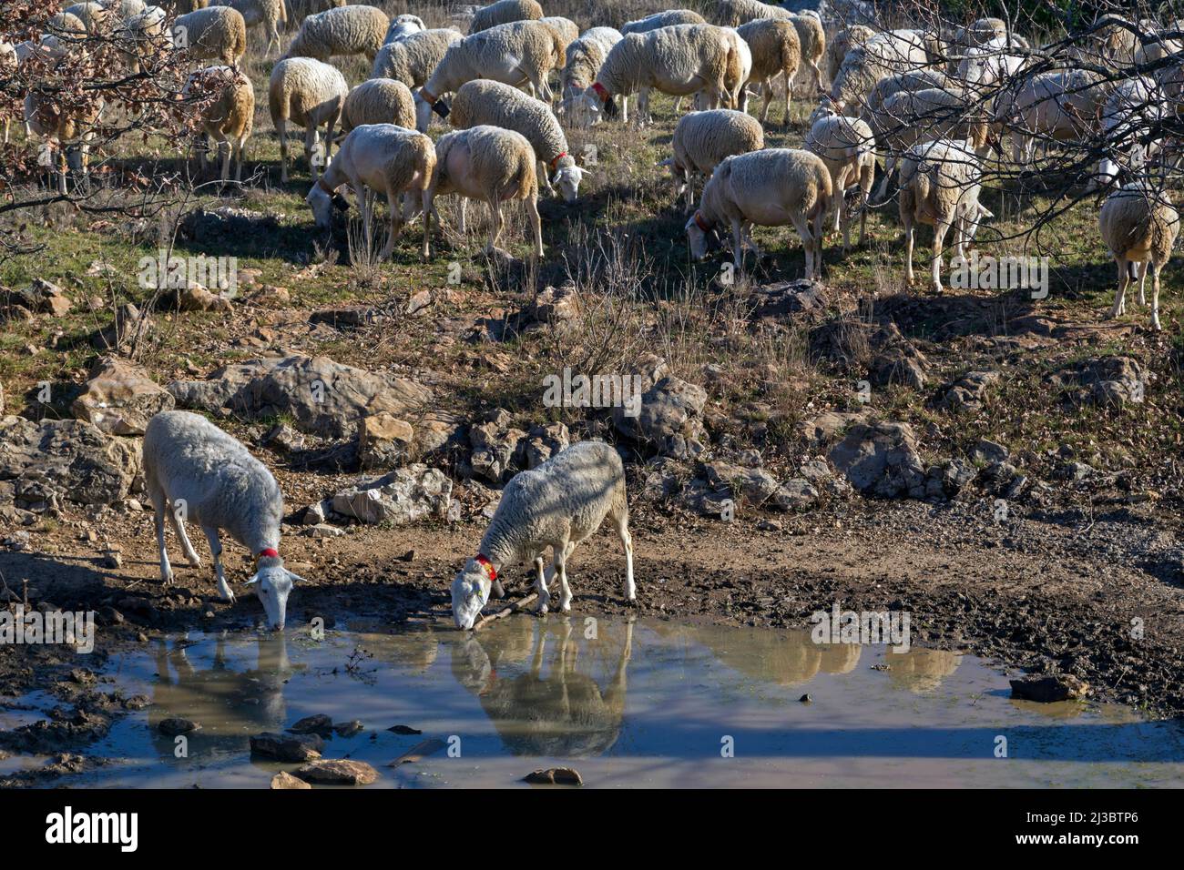 Herd of sheep grazing near Pic Saint Loup. Cazevieille, Occitanie ...