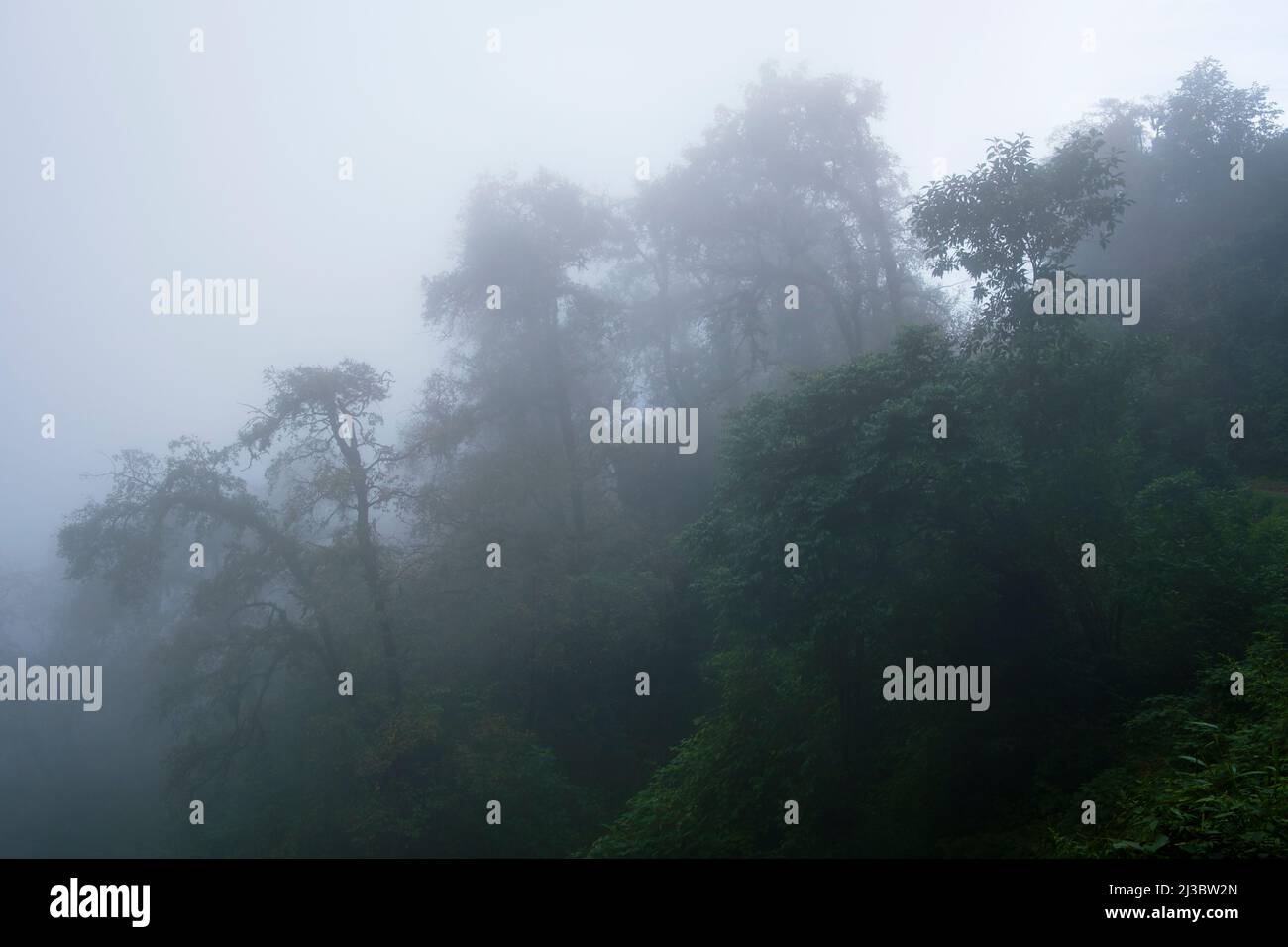 Himalayan moist forest hi-res stock photography and images - Alamy