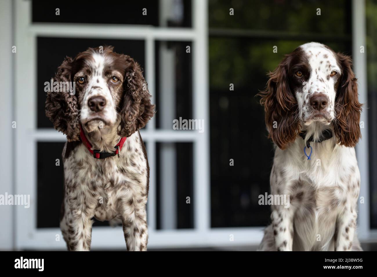 English springer spaniel female hi-res stock photography and images - Alamy
