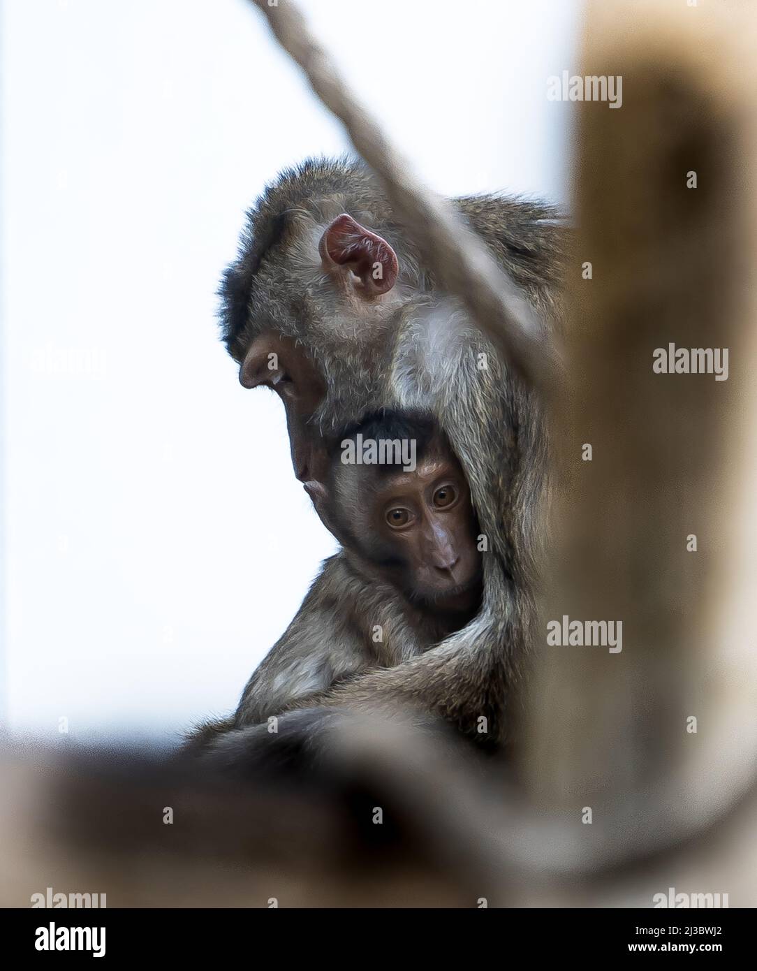 A vertical shot of a Southern pig-tailed macaque with her baby Stock ...