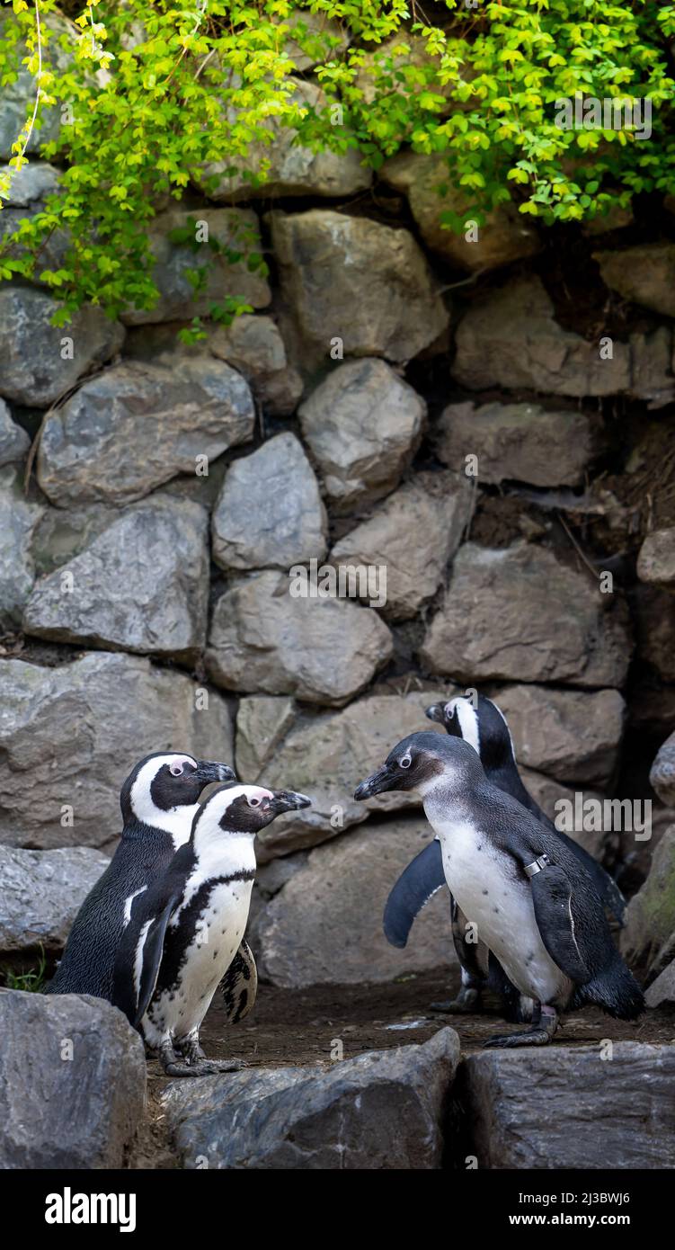 A vertical shot of four African penguins on the background of rocks ...
