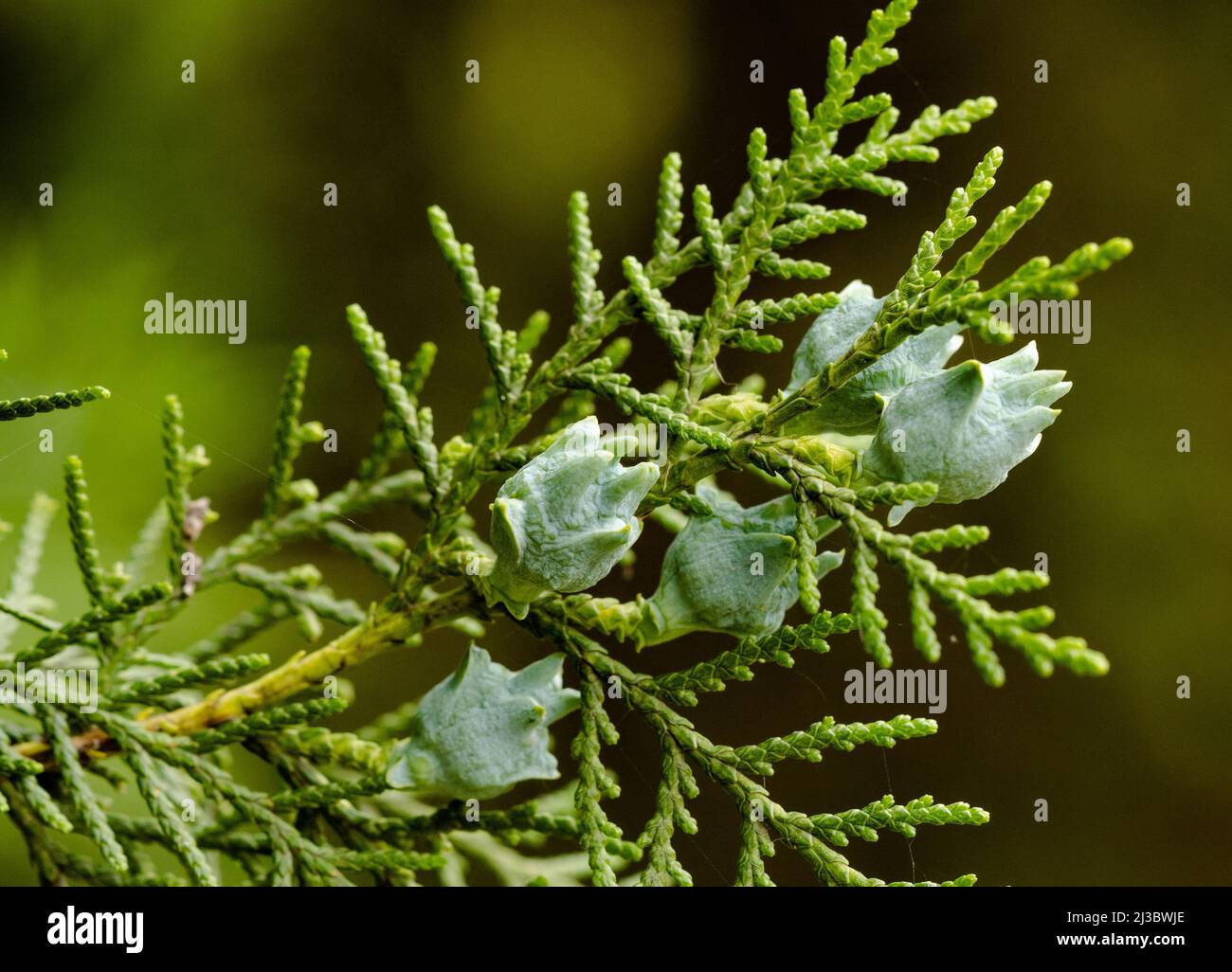 Juniper beauty shot hi-res stock photography and images - Alamy