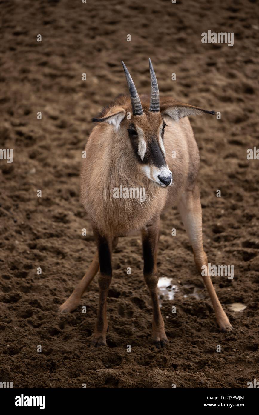 Taking a leak hi-res stock photography and images - Alamy
