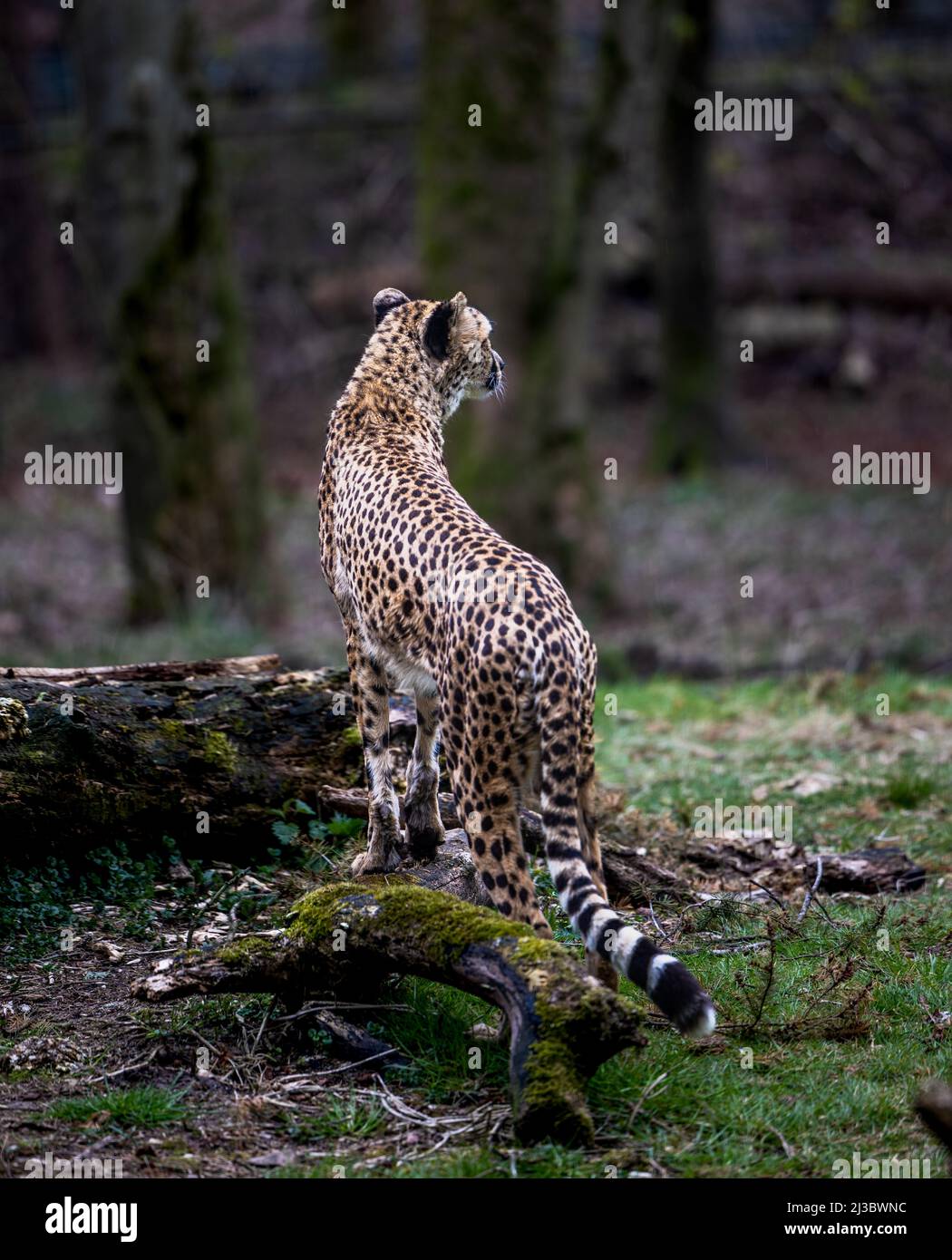 A vertical shot of a Cheetah on the lookout Stock Photo - Alamy