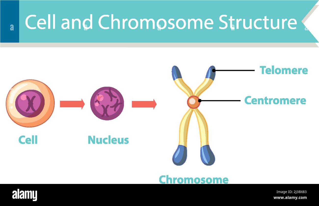 Diagram showing cell and chromosome structure illustration Stock Vector ...
