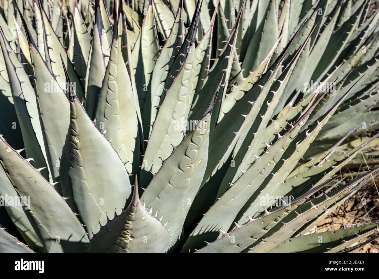 Agave Leaves Fill The Frame in shot taken in Guadalupe Mountains ...