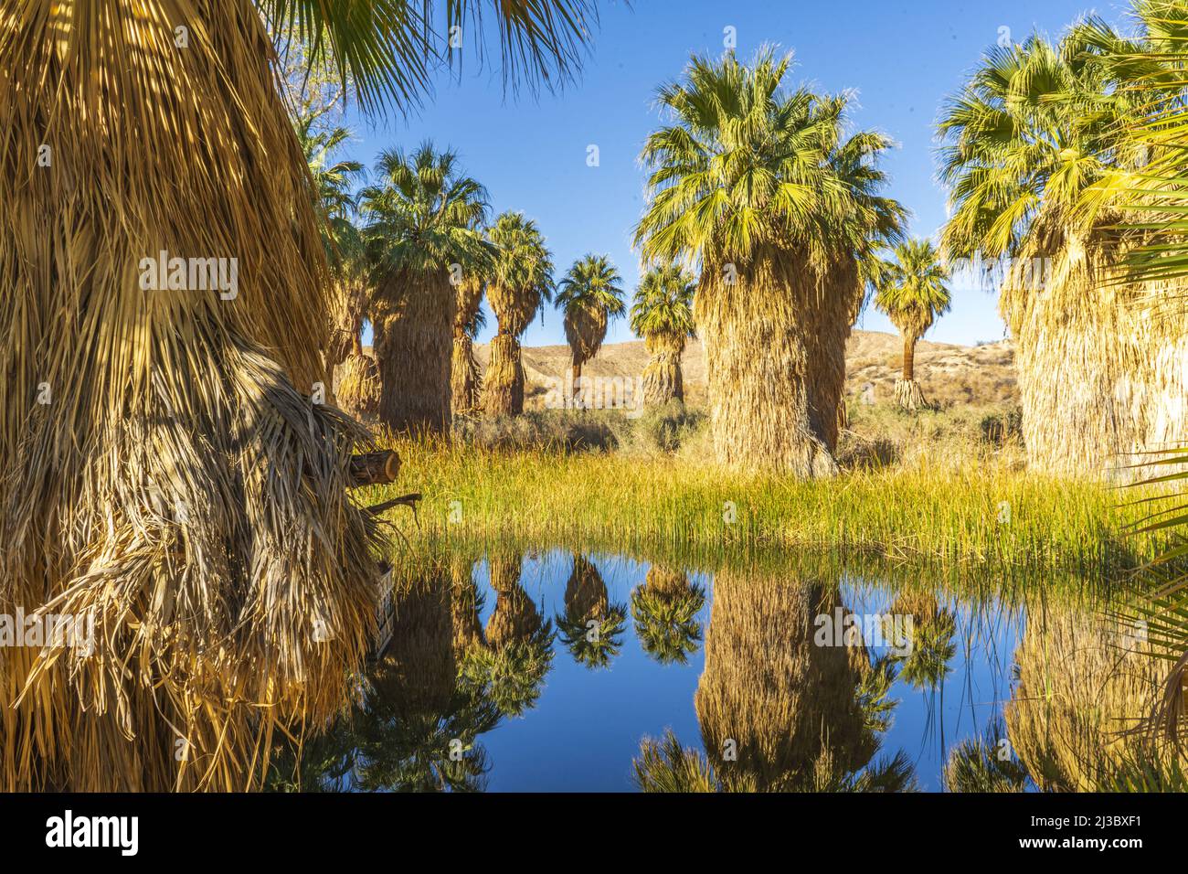 A view of big wild palm trees growing in the sun on the shore of a ...