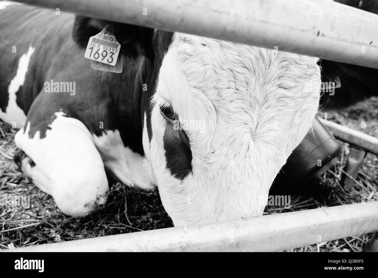 A closeup grayscale shot of a cow with an ear tag behind the fence ...