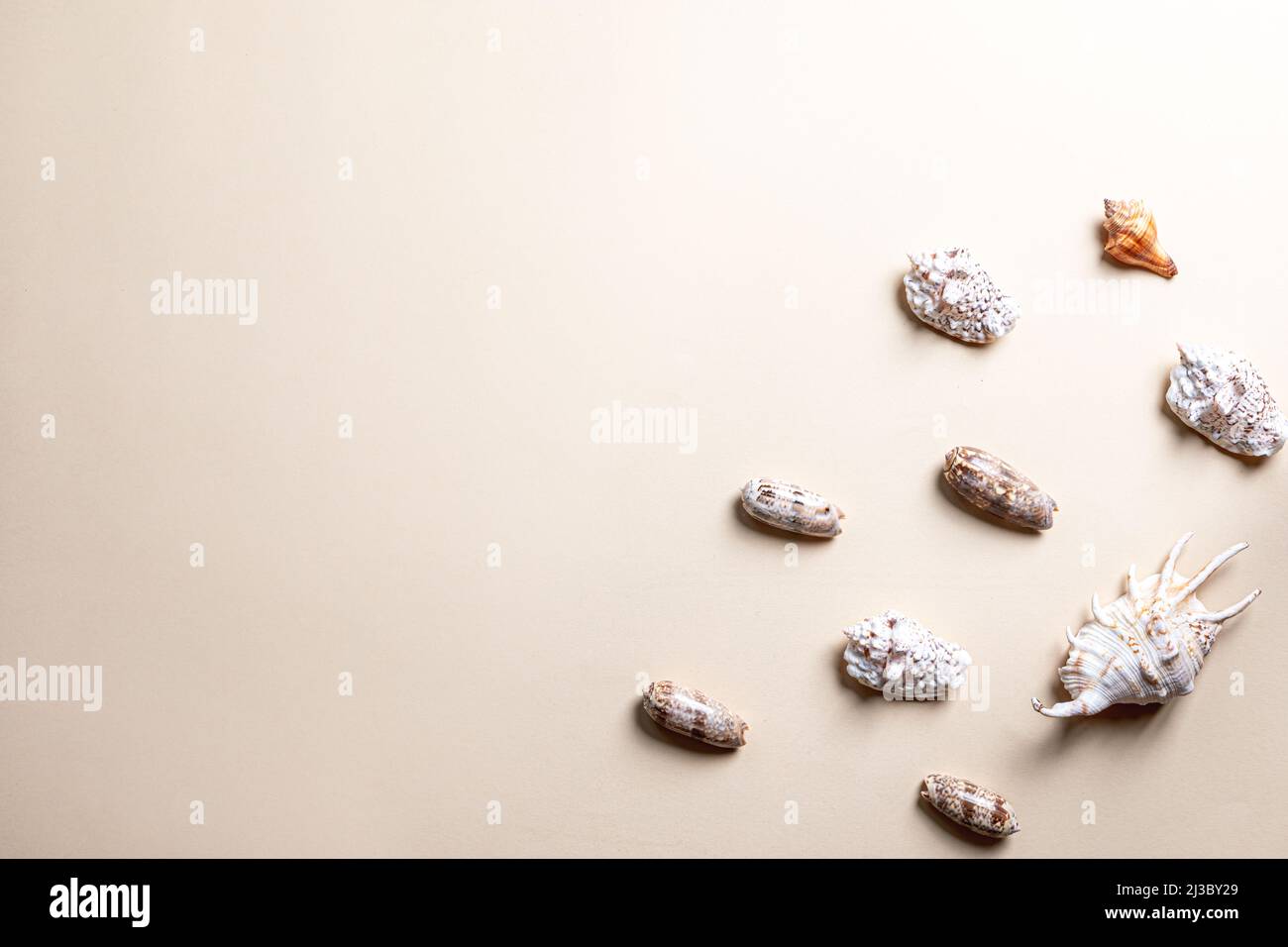 summer composition with different seashells on beige background. copy ...