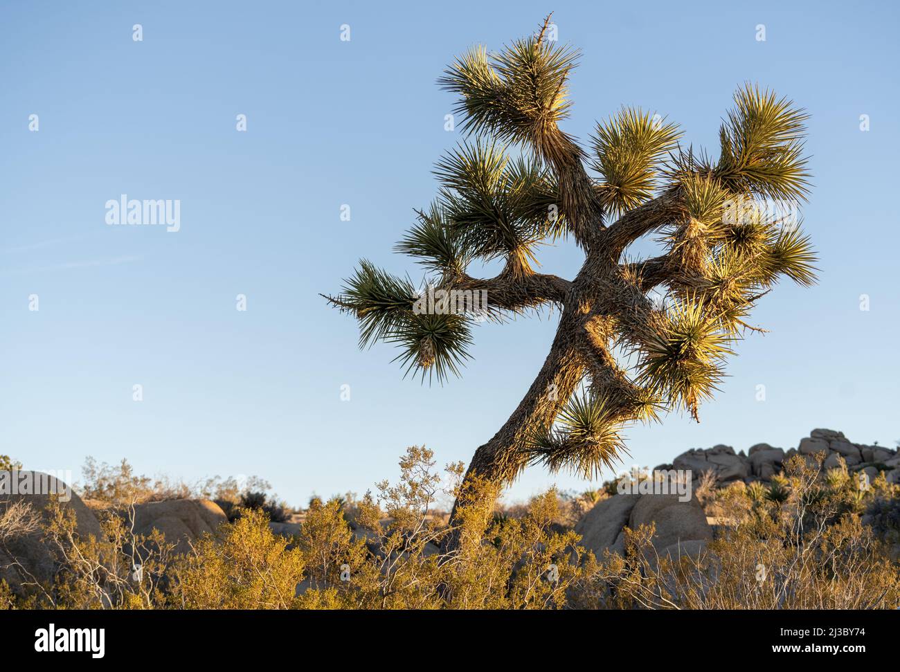 Joshua Trees are illuminated by the early sun in the morning at Jumbo ...