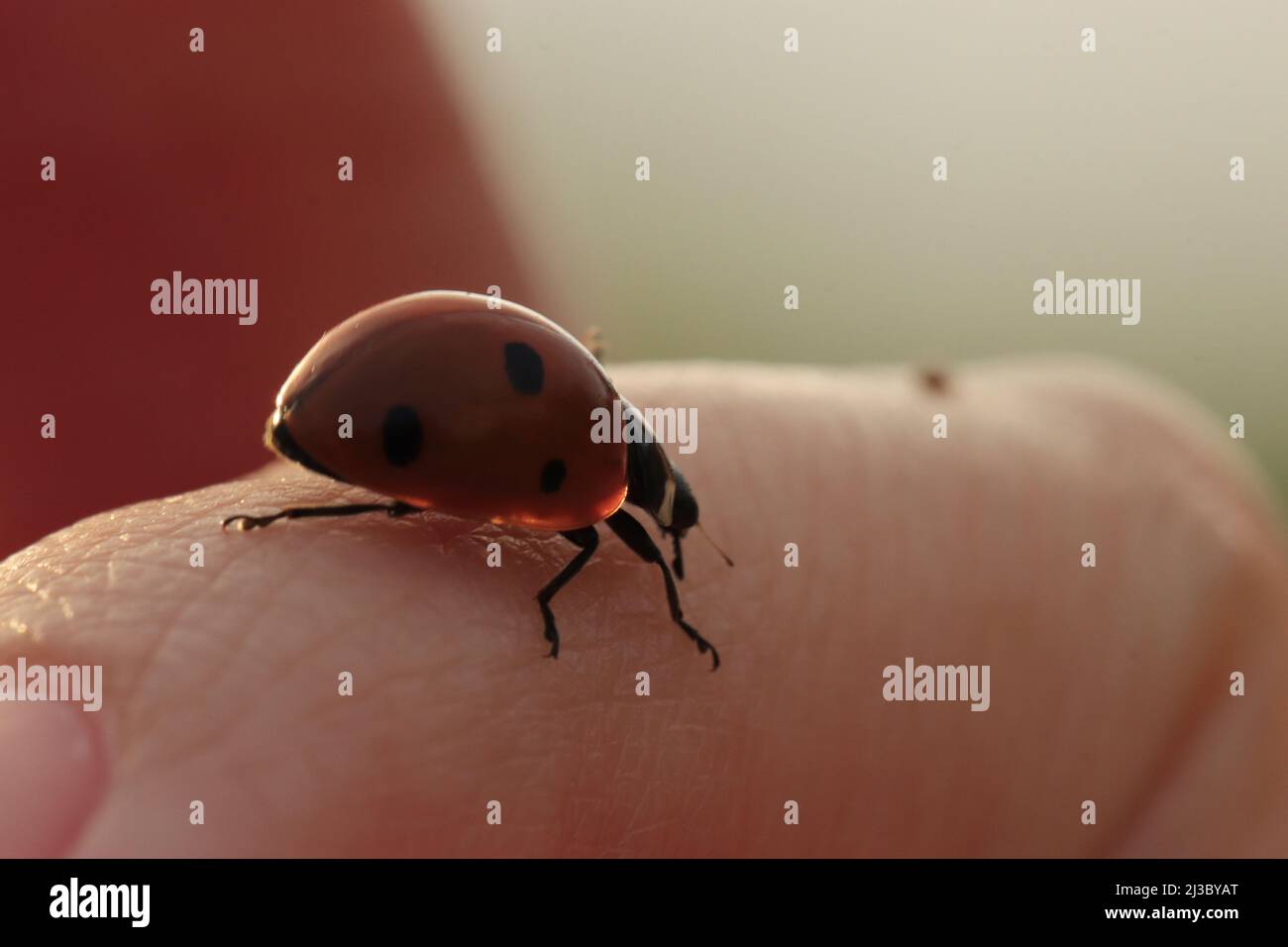 Closeup shot tiny ladybug hi-res stock photography and images - Alamy