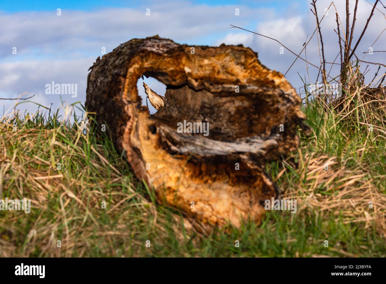 Hollow tree hi-res stock photography and images - Alamy