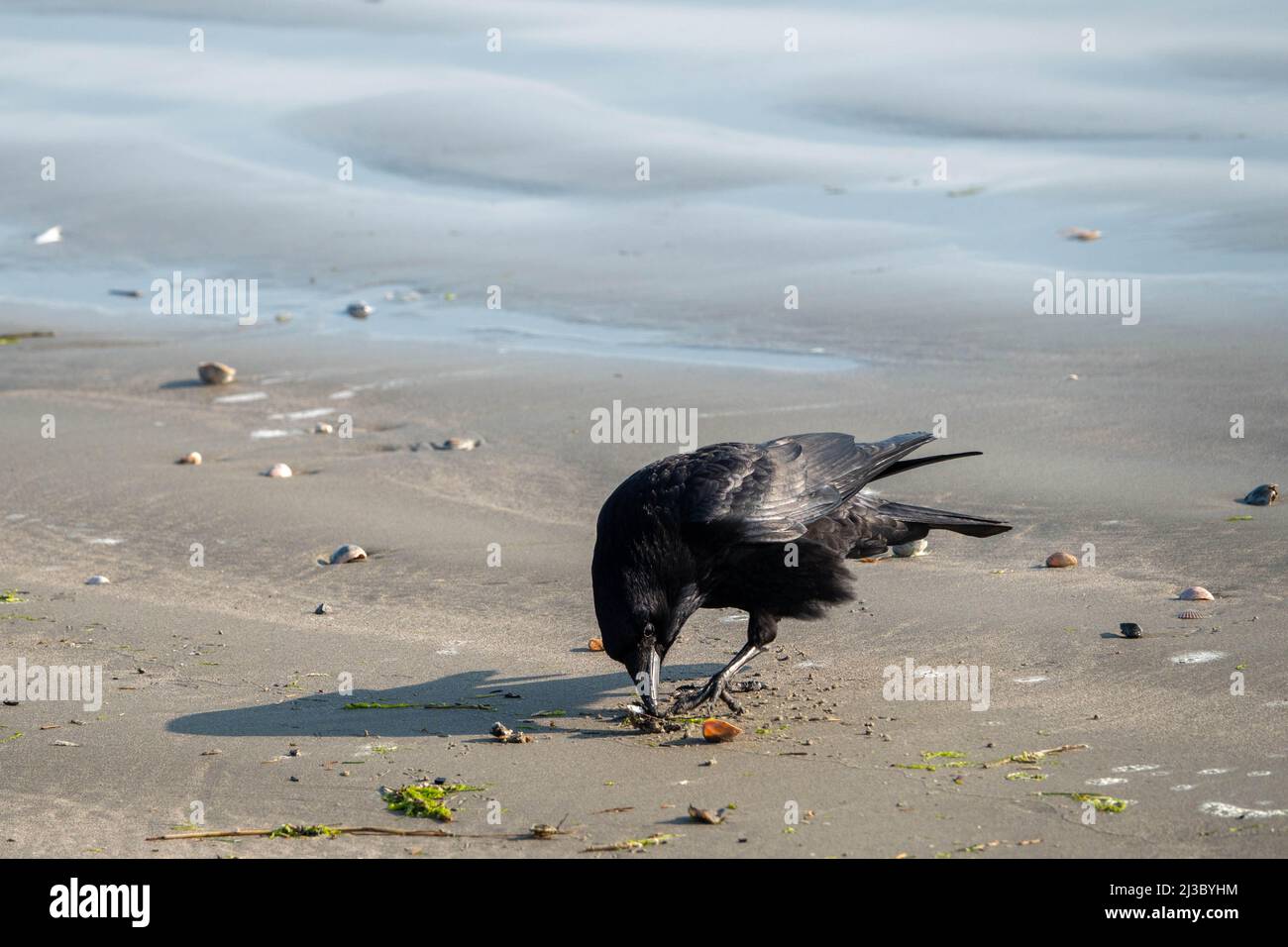 carrion crow corvus corone a passerine bird of the family corvidae ...