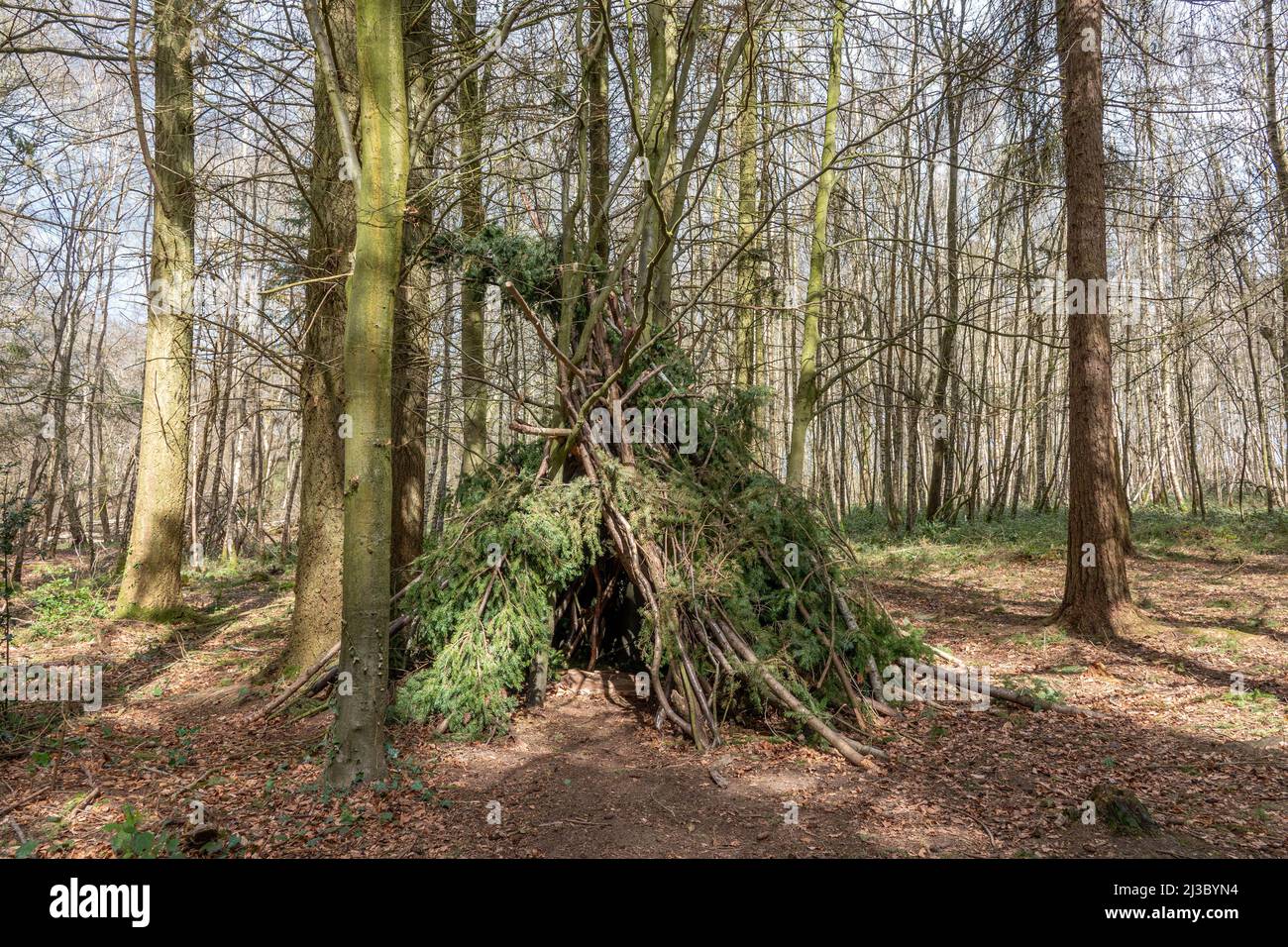 woodland den created with sticks and branches among the trees Stock ...