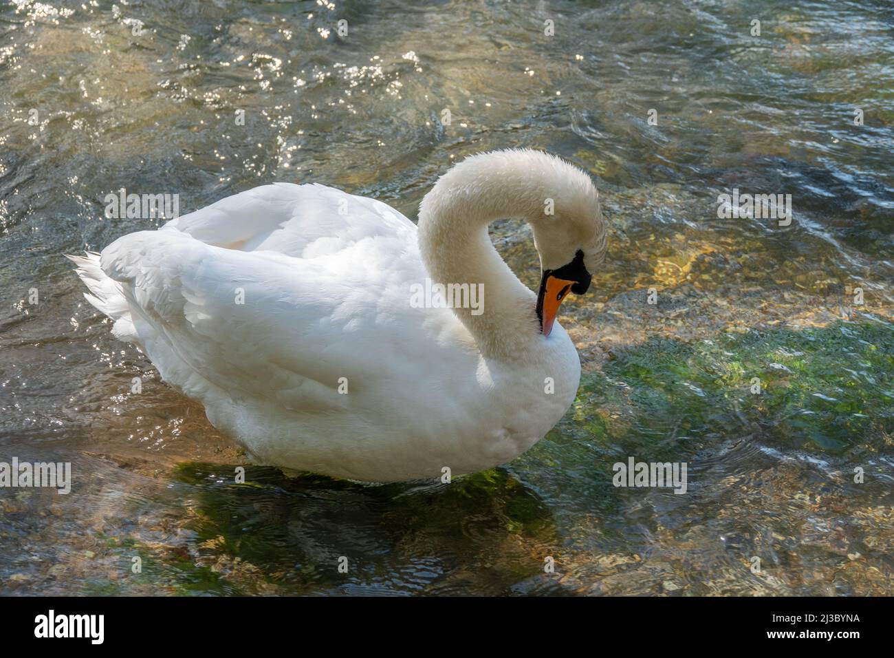 profile of a beautiful elegant swan Stock Photo - Alamy