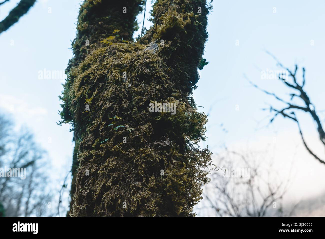 Close up tree with moss on the trunk close-up. Bark of a tree with ...
