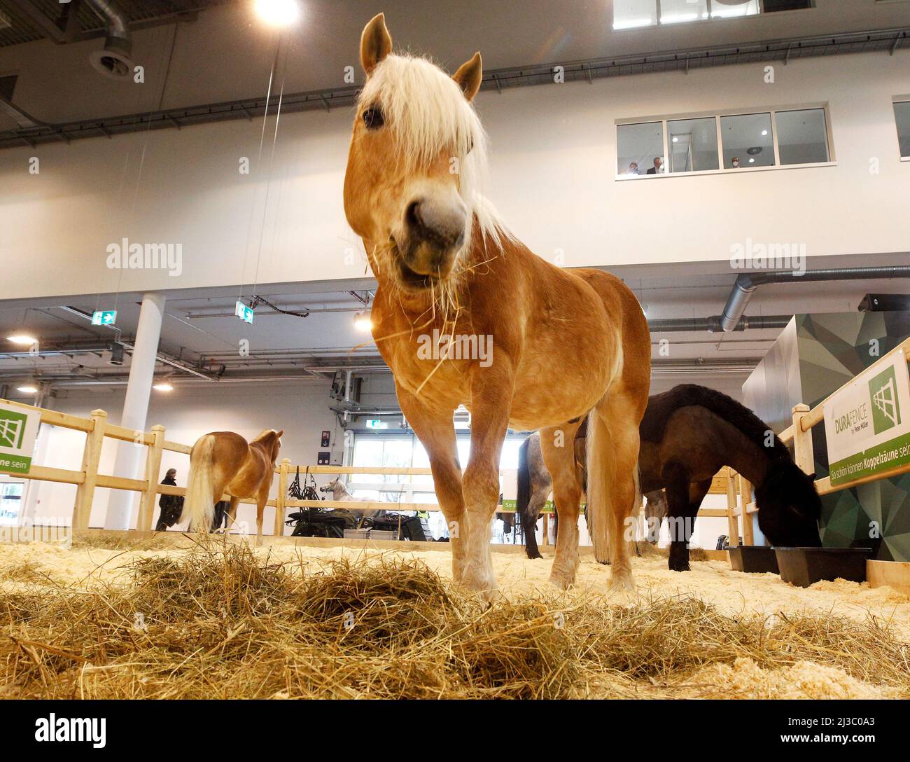 Equitana horse fair hi-res stock photography and images - Alamy