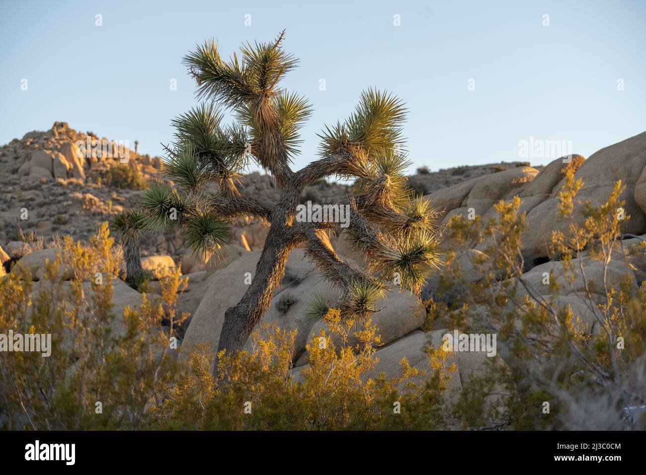 Joshua Trees are illuminated by the early sun in the morning at Jumbo ...