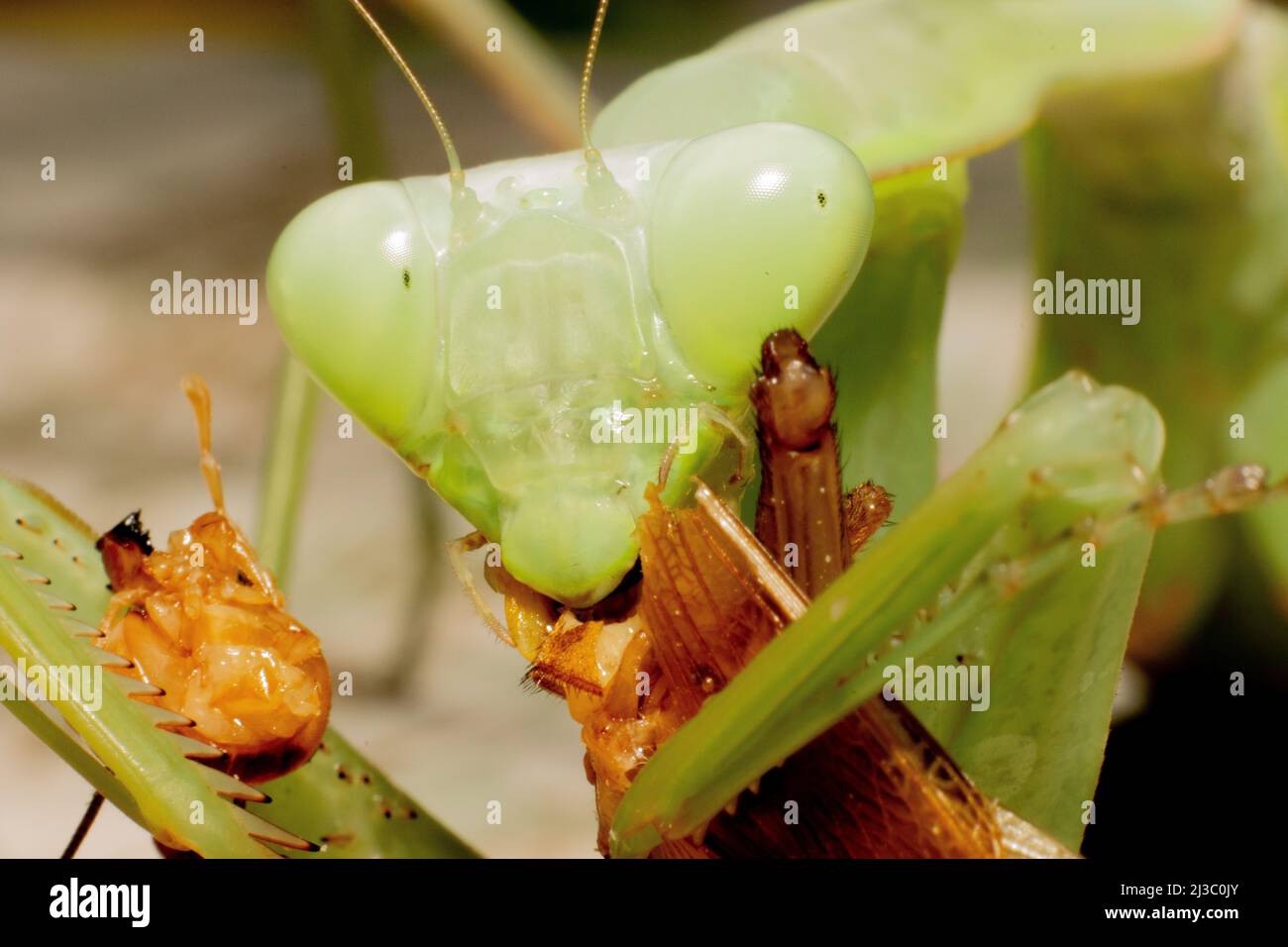 Giant Asian Mantis Eating