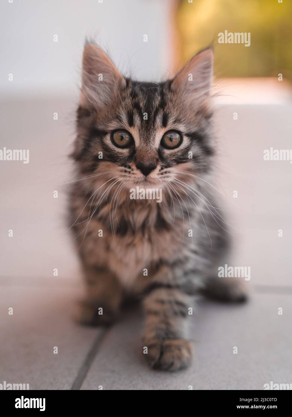 A vertical closeup of a cute baby Maine Coon Stock Photo - Alamy