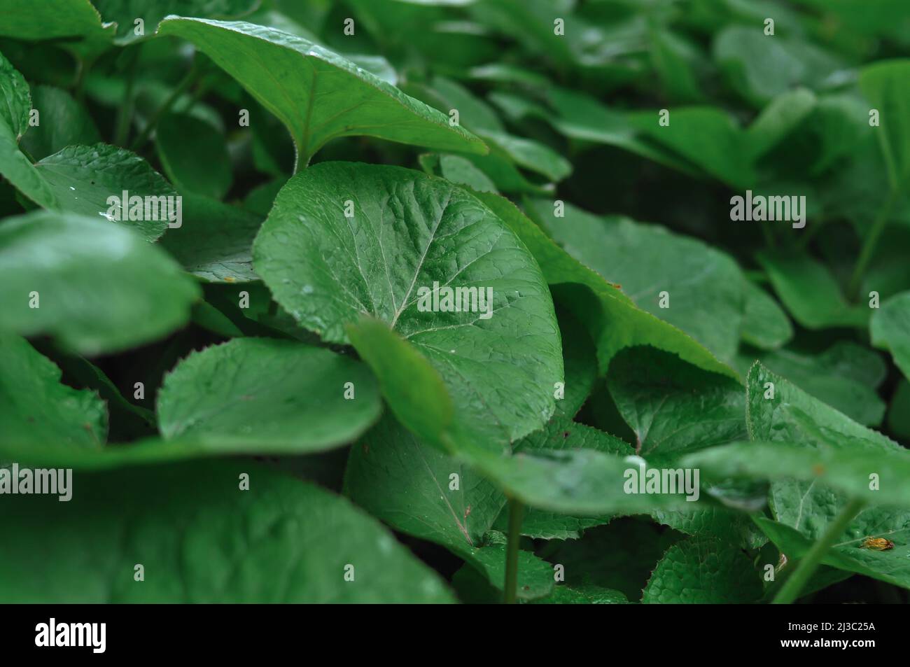 Fresh green leaves background texture copy space Stock Photo - Alamy Fresh green leaves background texture copy space Stock Photo - Alamy