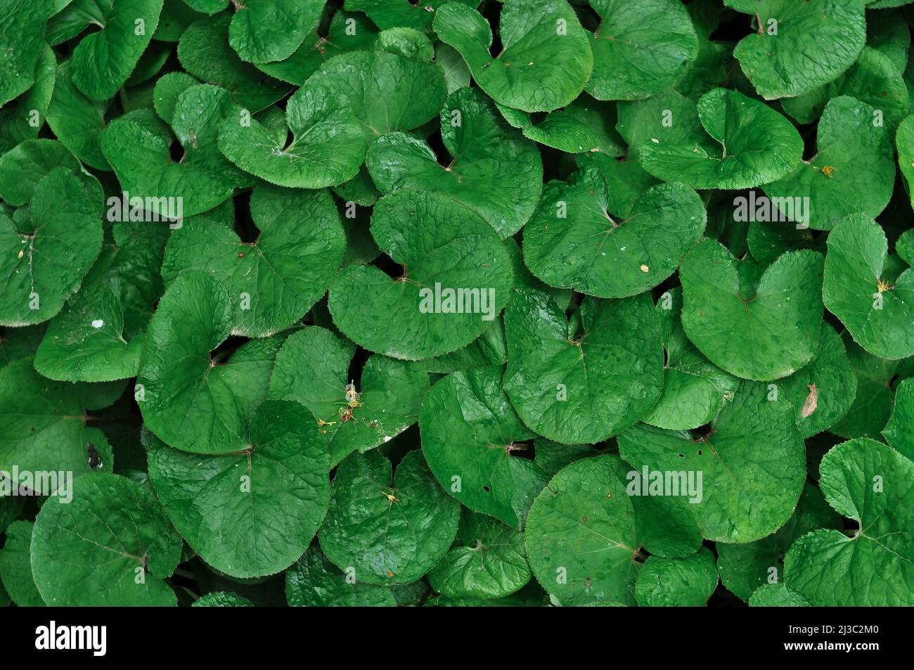 Fresh green leaves background texture copy space Stock Photo - Alamy Fresh green leaves background texture copy space Stock Photo - Alamy