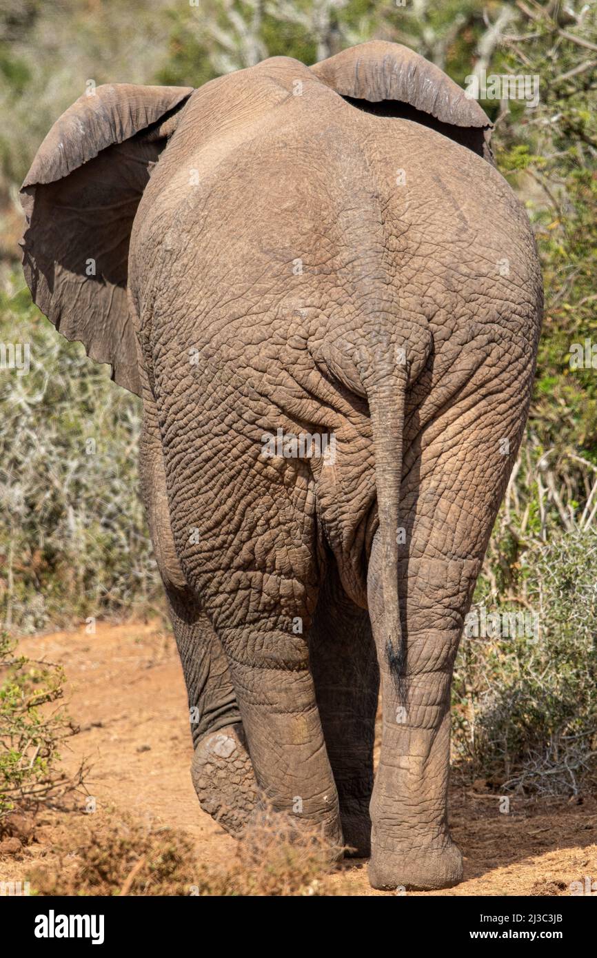 African elephant, Addo Elephant National Park Stock Photo - Alamy