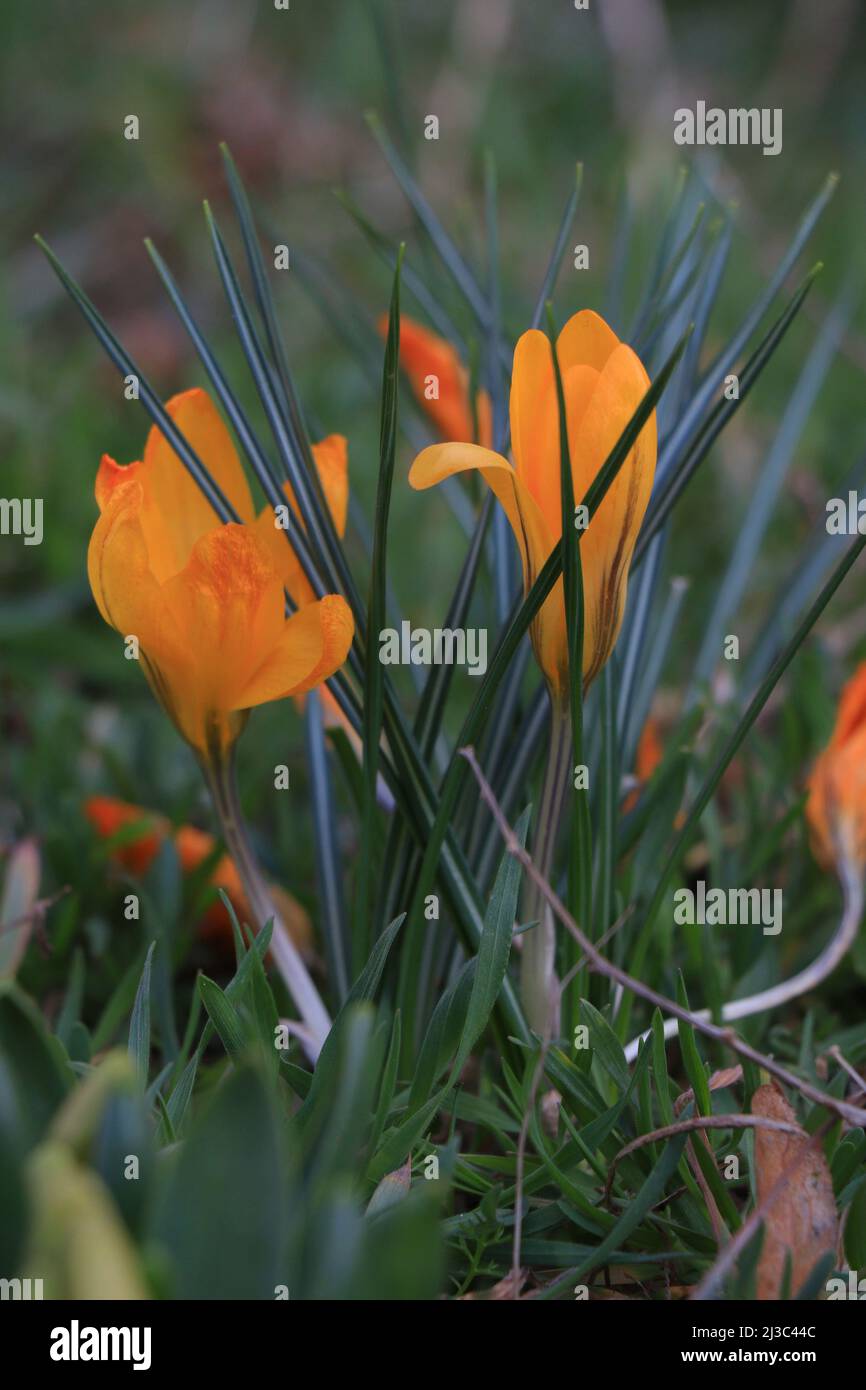 Crocus flavus flavus hi-res stock photography and images - Alamy