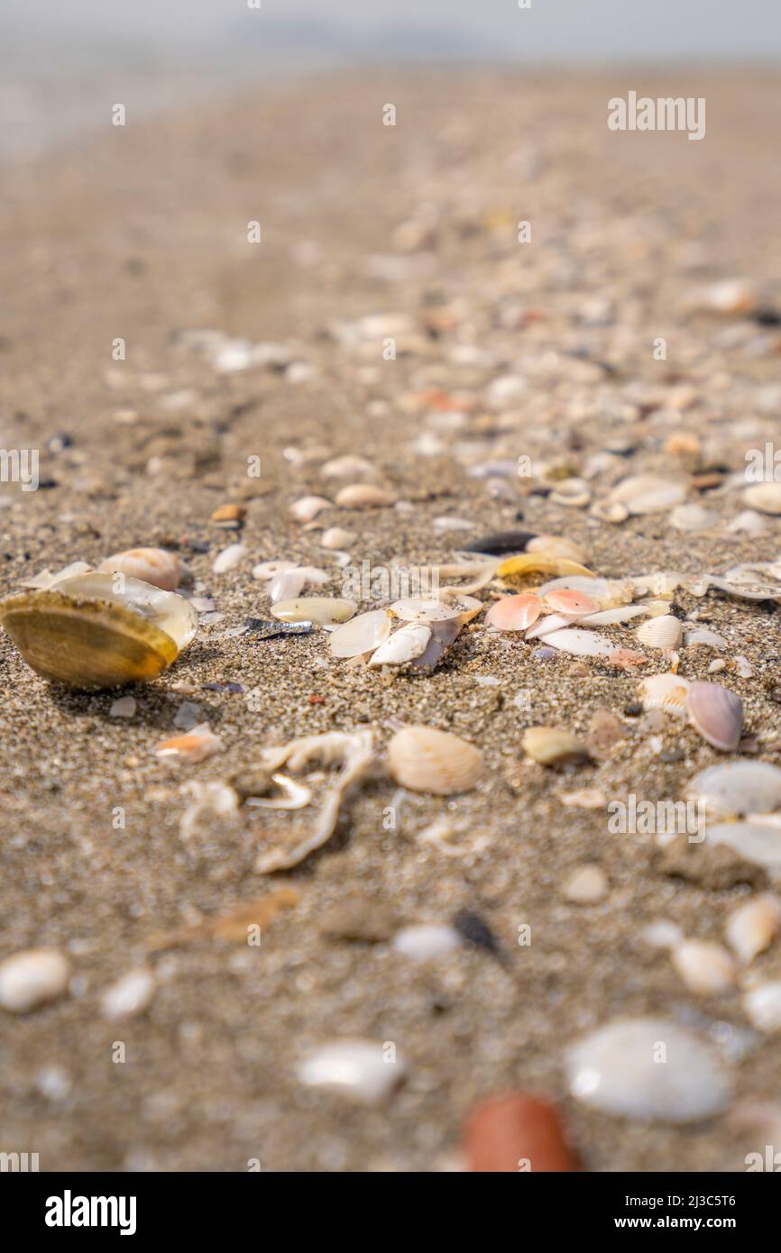 Green leaf on the stone on a beach sand. High quality photo Stock Photo ...