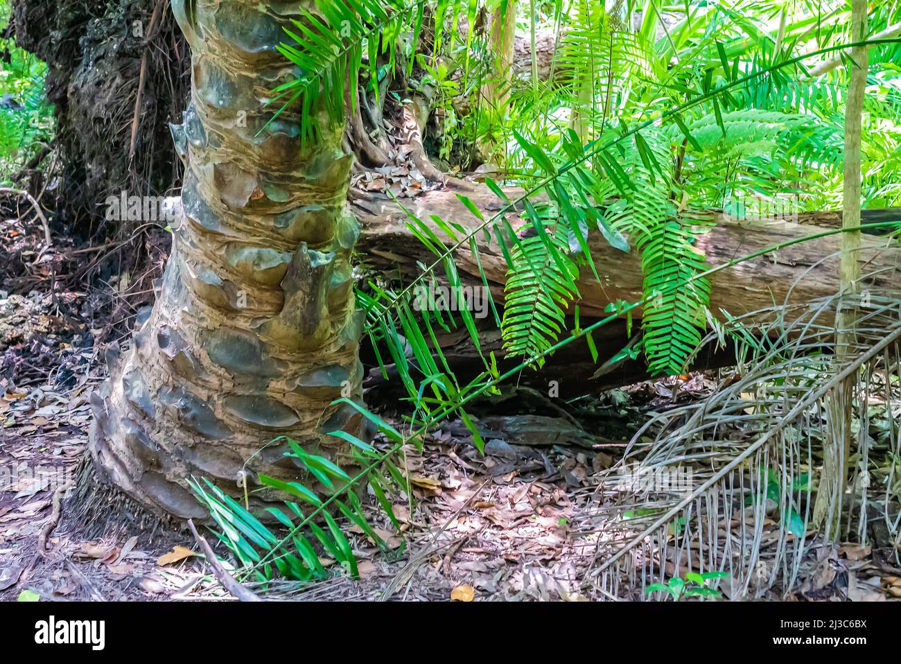 Zanzibar Jozani rain forest. Jozani-Chwaka Bay Conservation area ...