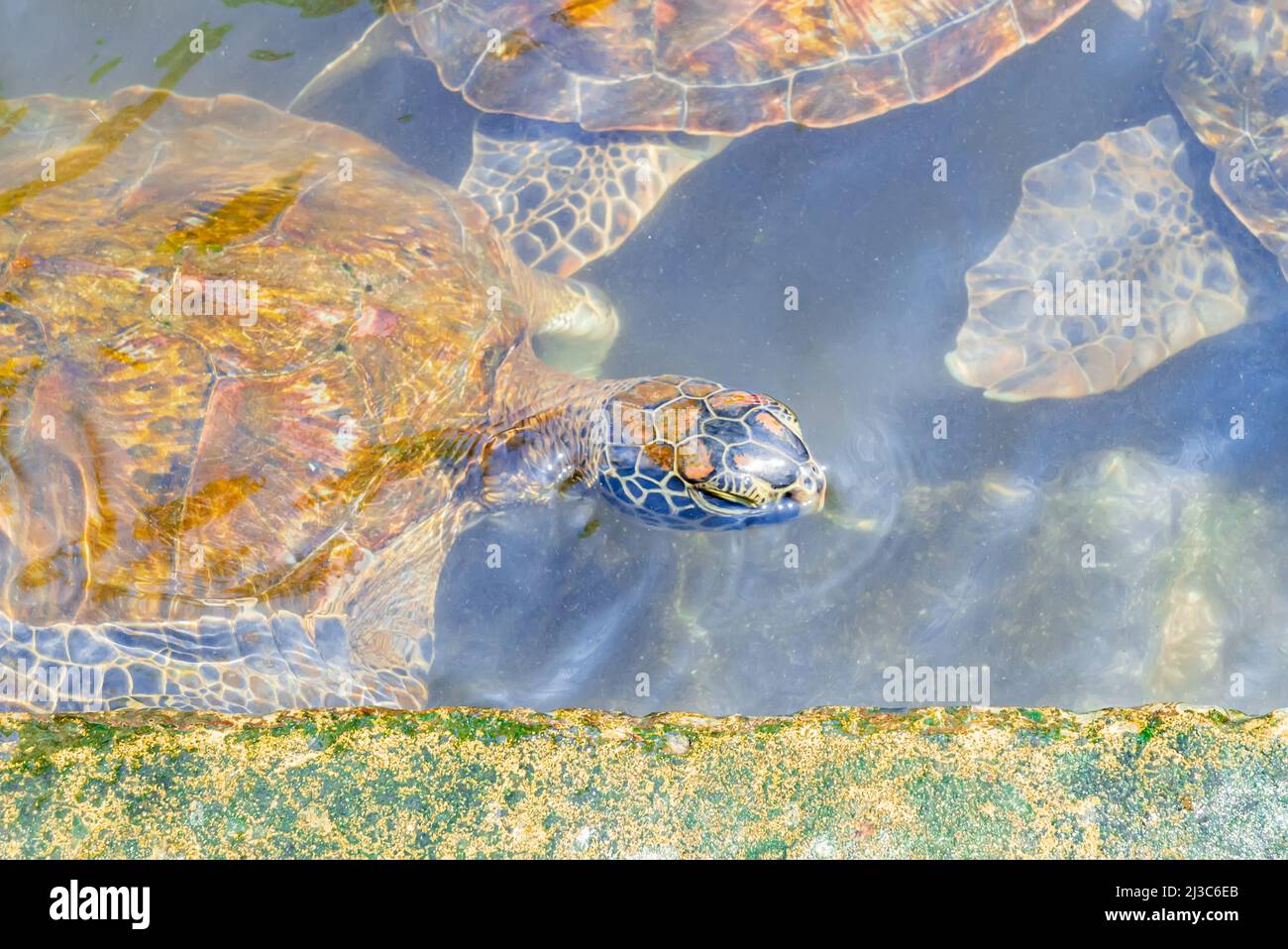 Close up of Sea turtles swim in the water. Zanzibar, Tanzania Stock ...