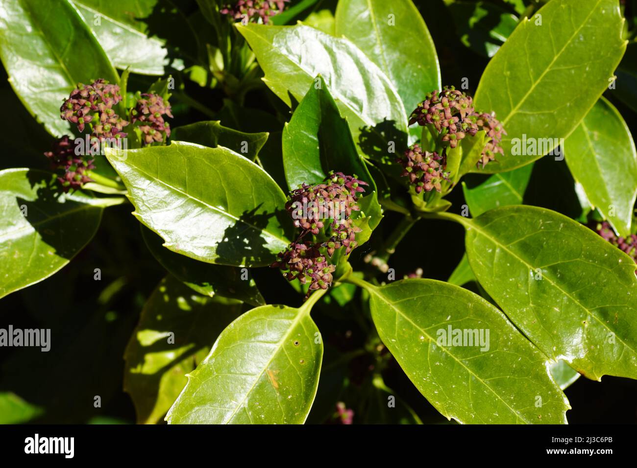 Flowering Aucuba japonica (spotted laurel, Japanese laurel, Japanese ...
