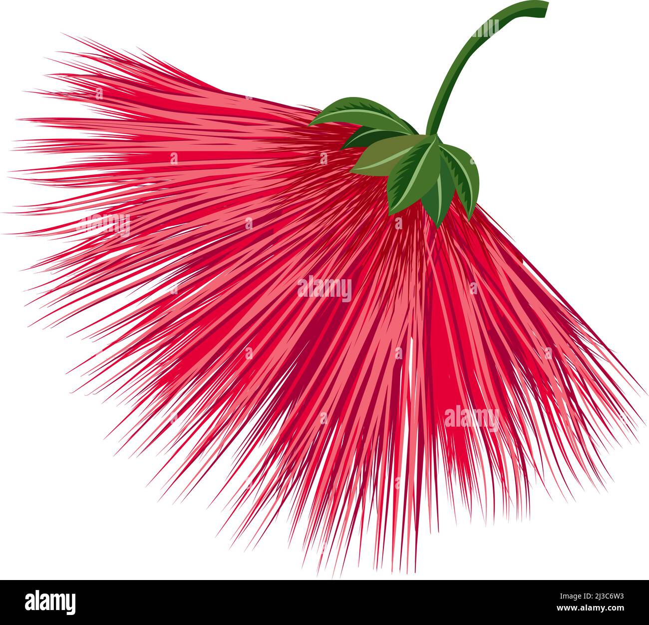 Red firework flower. Exotic calliandra plant blossom Stock Vector Image ...