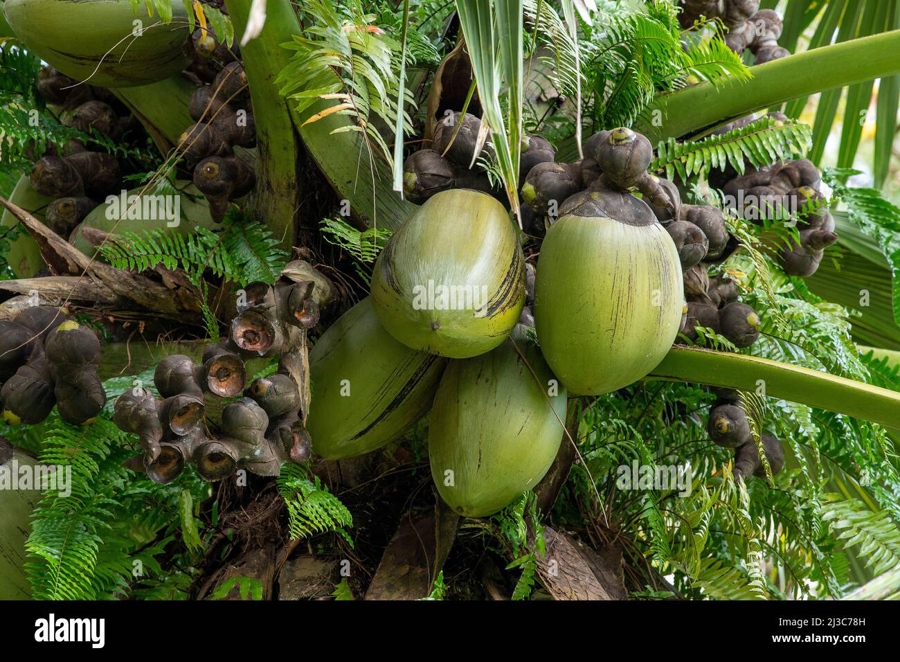 Double coconut lodoicea maldivica hi-res stock photography and images ...
