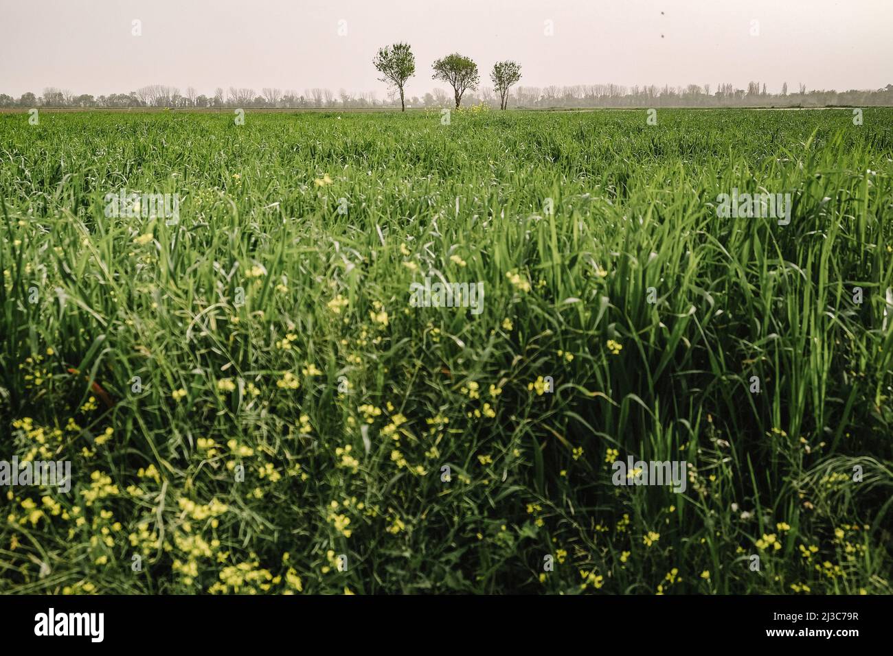 Green Field landscape Stock Photo - Alamy