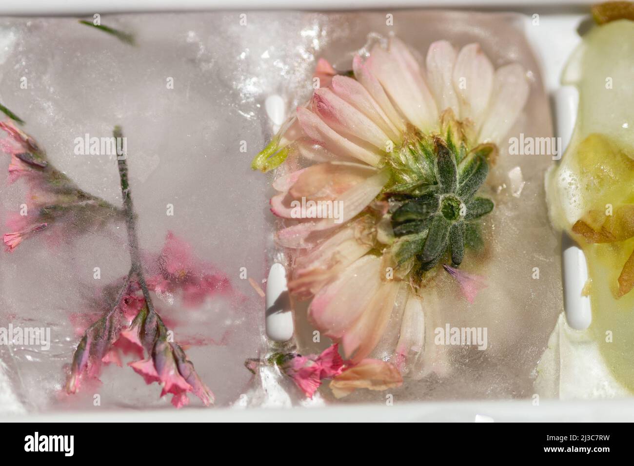Frozen flowers for drinks hi-res stock photography and images - Alamy