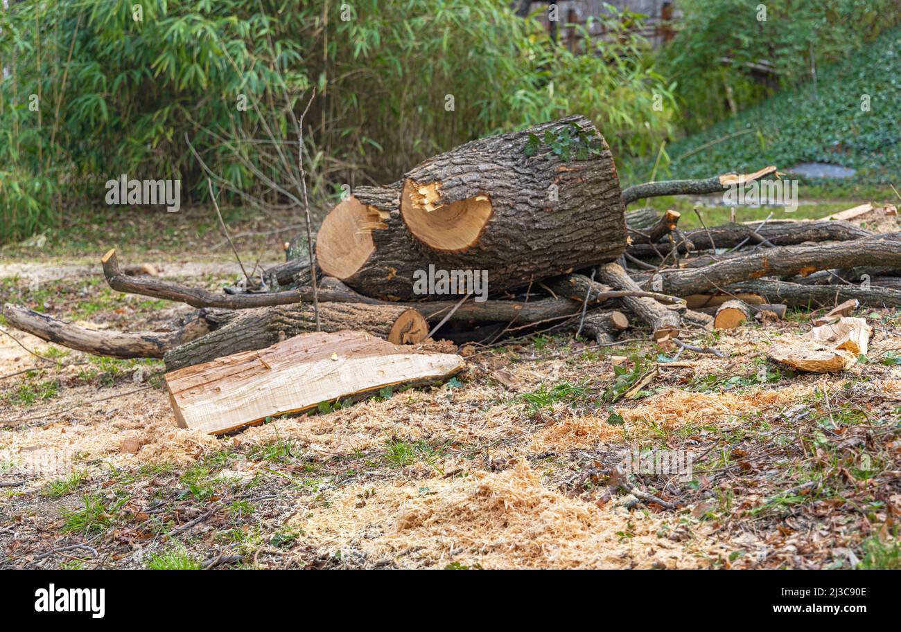Cut down tree stump hi-res stock photography and images - Alamy