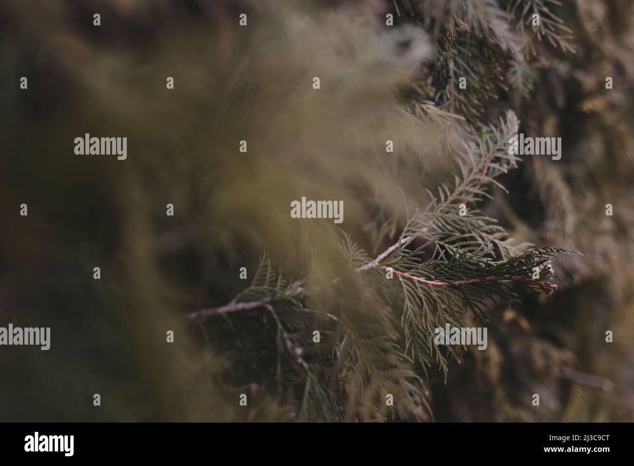 Green cypress tree close-up background. Texture of evergreen tree ...