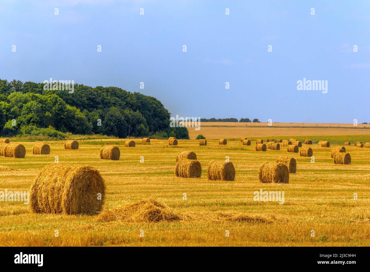 Summer field with straw mows at daylight Stock Photo - Alamy