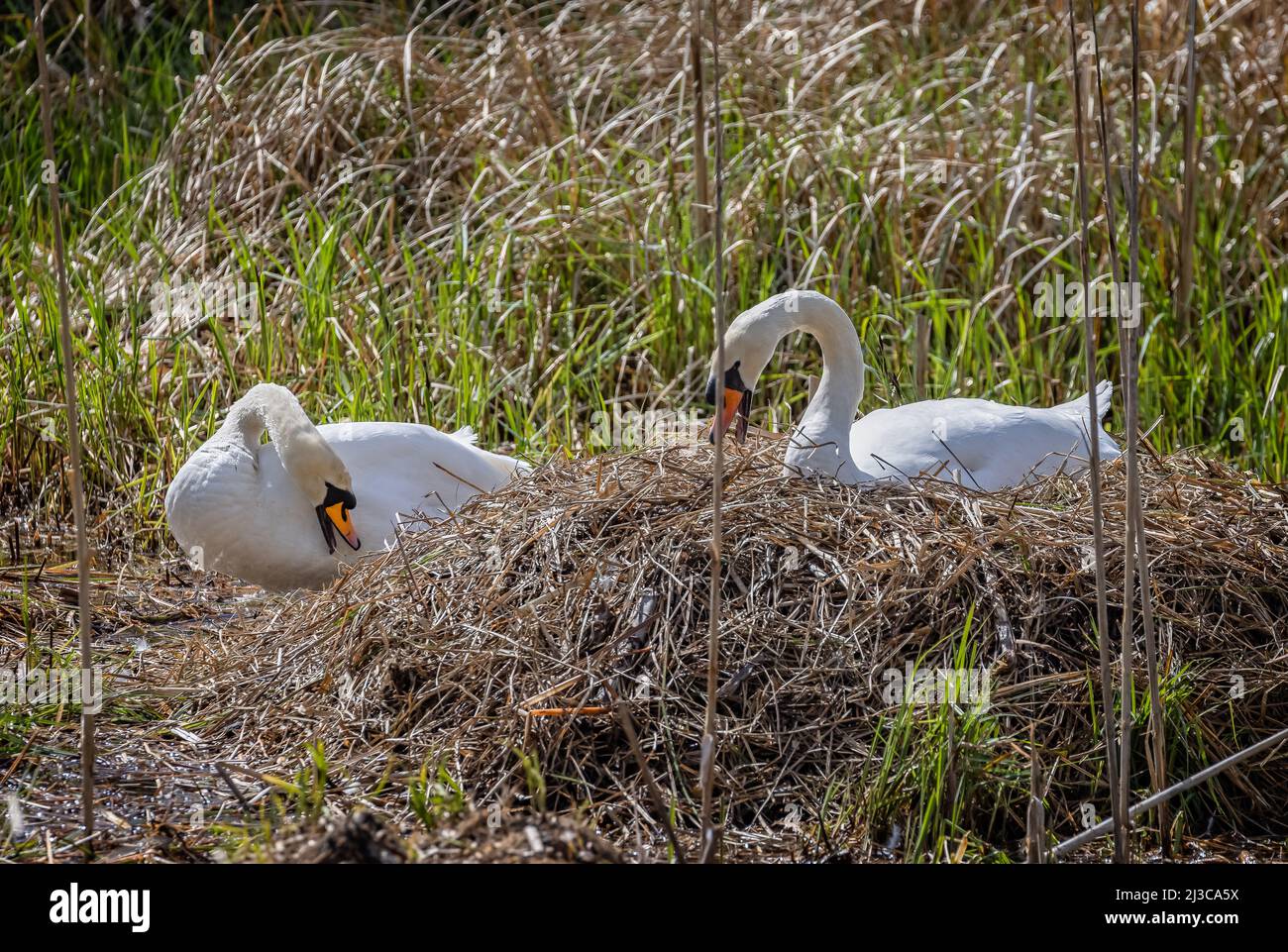 Pair of mute swans with beaks open building nest in reed bed - one on ...