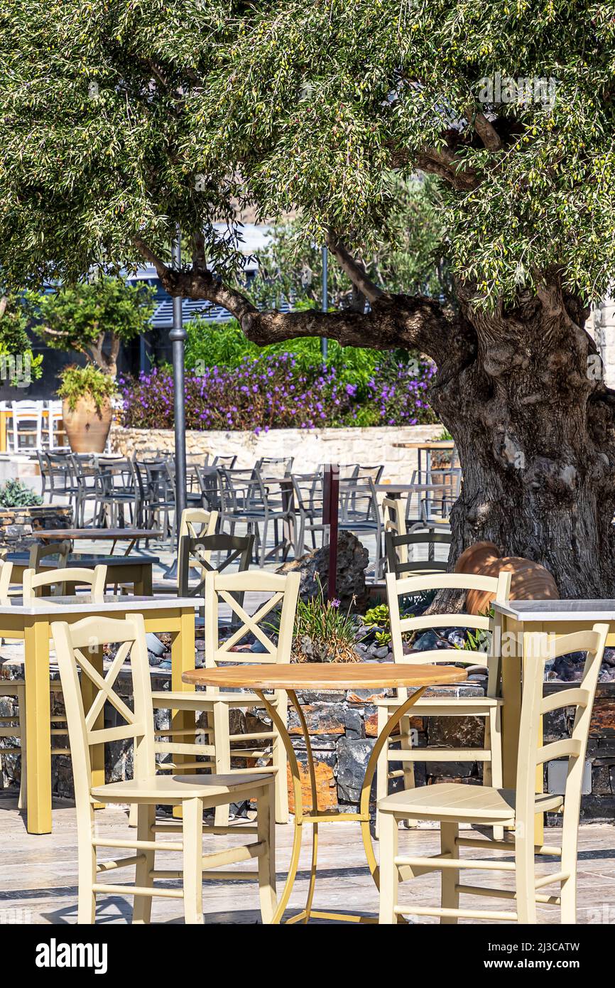 Olive Tree Restaurant Logo