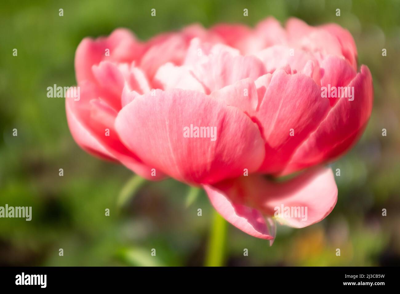 A single pink peony in a sunny day, side view. Bright congratulation on ...