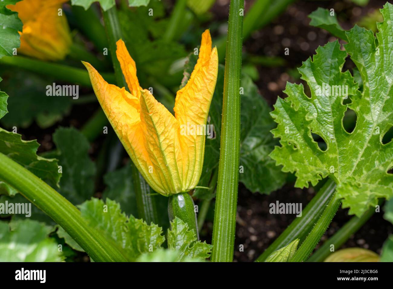 Baby marrow hi-res stock photography and images - Alamy